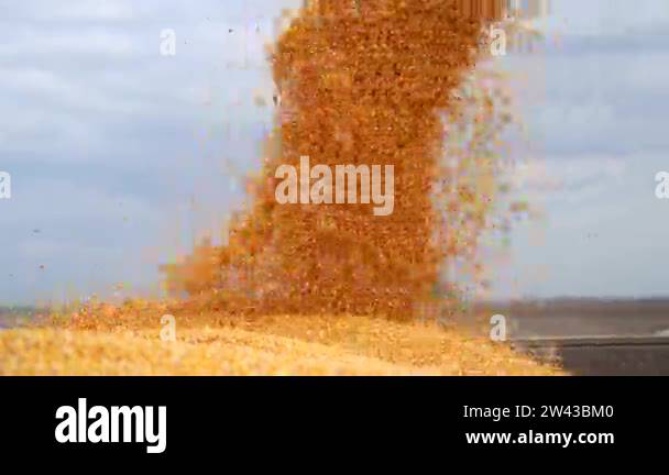 Combine Harvester Unloading Corn Grains into Tractor Trailer. Corn ...