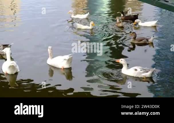 Geese food domestic Stock Videos & Footage - HD and 4K Video Clips - Alamy