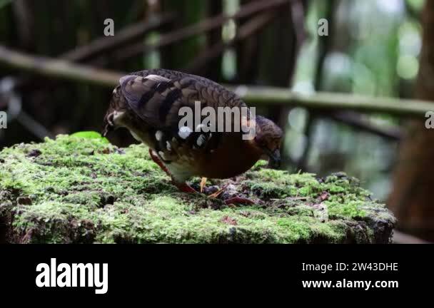 Wildlife of montane forest Stock Videos & Footage - HD and 4K Video ...