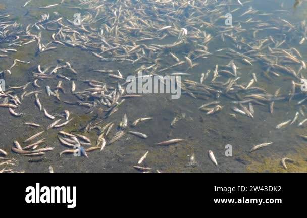 Hypoxia fish Stock Videos & Footage - HD and 4K Video Clips - Alamy