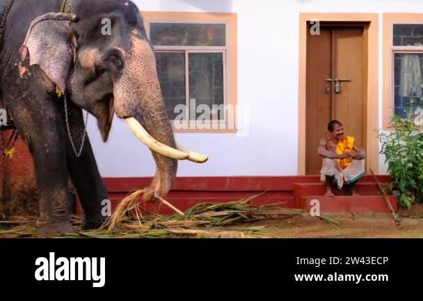 Indian elephant kerala Stock Videos & Footage - HD and 4K Video Clips ...