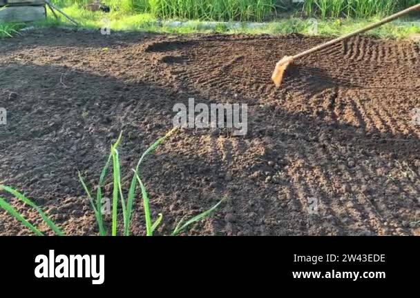Gardener grading out soil with a rake. Unrecognizable person's hands ...