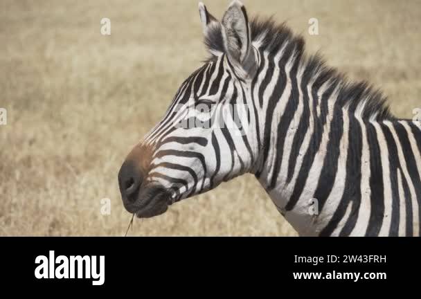 Zebra chewing Stock Videos & Footage - HD and 4K Video Clips - Alamy
