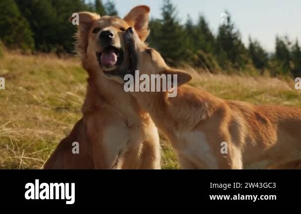 Cheerful two ginger dogs are fooling around in nature Stock Video ...