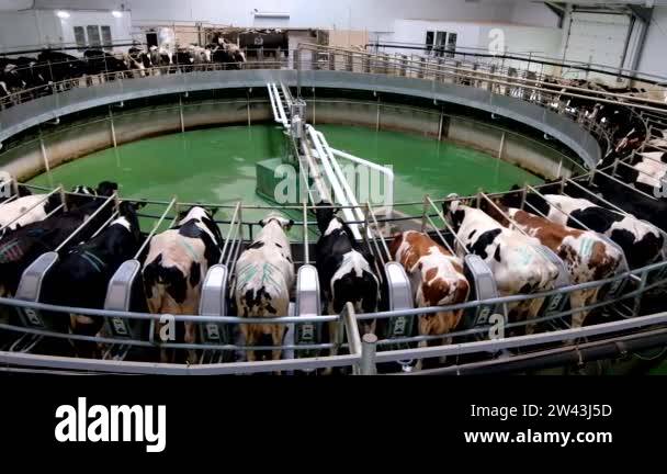 Milking cows by automatic industrial milking rotary system in modern ...