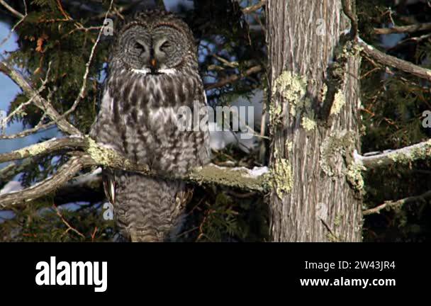 Great grey owl (Strix nebulosa) is the world's largest owl species by ...