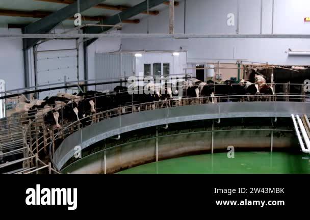 Milking cows by automatic industrial milking rotary system in modern ...