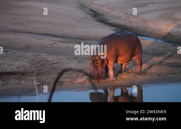 Hippopotamus hippo out water Stock Videos & Footage - HD and 4K Video ...