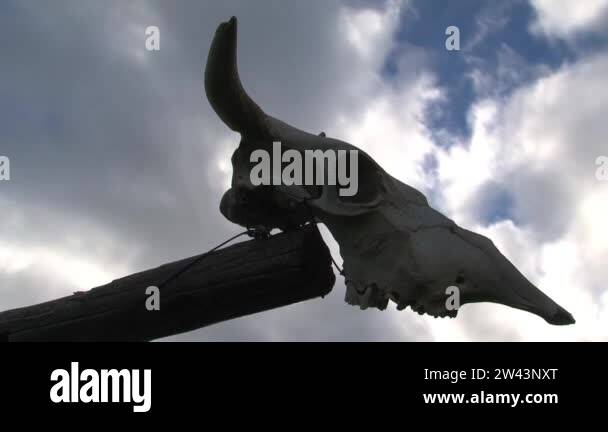 Cowhead Stock Videos & Footage - HD and 4K Video Clips - Alamy