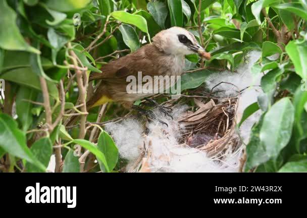 3 day old new born of baby birds in a nest of yellow-vented bulbul ...