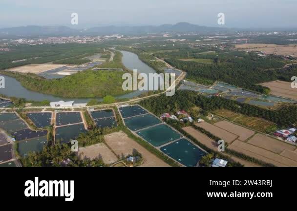 Fish shrimp Stock Videos & Footage - HD and 4K Video Clips - Alamy