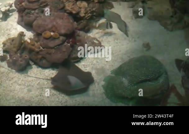 Ramp fish Stock Videos & Footage - HD and 4K Video Clips - Alamy
