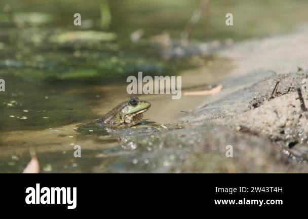 Green Frog Sits on the River Shore on Sand in Water. Portrait of Toad ...