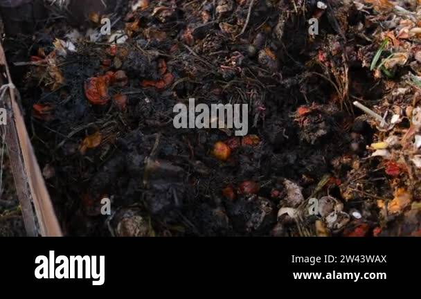 Decomposing compost for fertilizer with earthworms in the garden. Worms ...