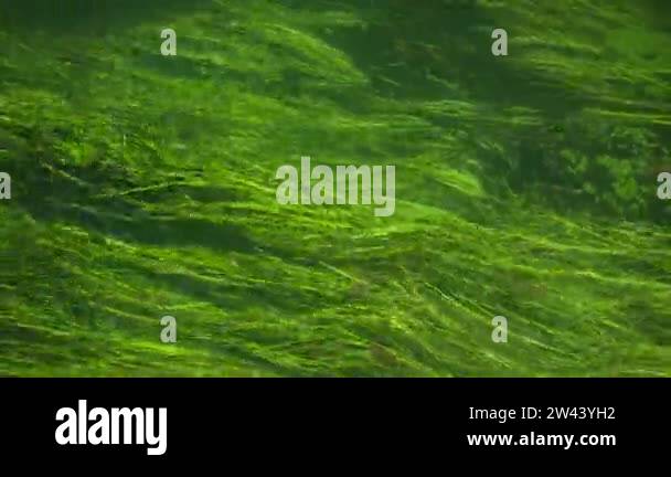 Water algae Stock Videos & Footage - HD and 4K Video Clips - Alamy