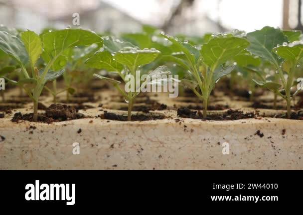 Sprouted young cabbage seedlings in a greenhouse. Farm theme. Seedlings ...