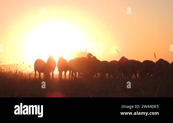 Flock of sheep in backlight of the horizontal sun.Animal animals ...