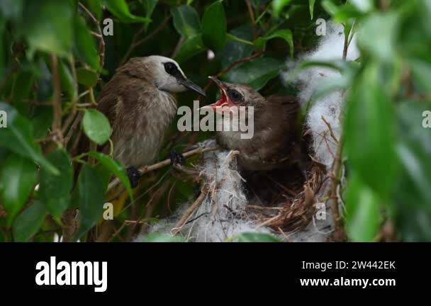 10 day old new born of baby birds in a nest of yellow-vented bulbul ...