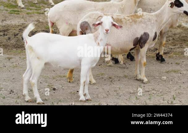 Goats walk in village, Breeding of domestic animals. Industrial animal ...