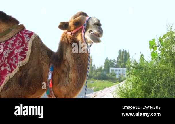 Camel cloth Stock Videos & Footage - HD and 4K Video Clips - Alamy