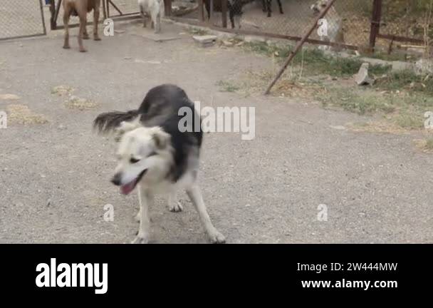 A shelter for dogs where different types of stray dogs live. Dogs drink ...