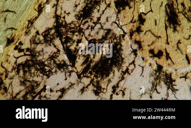 Cerebral cortex histology Stock Videos & Footage - HD and 4K Video ...