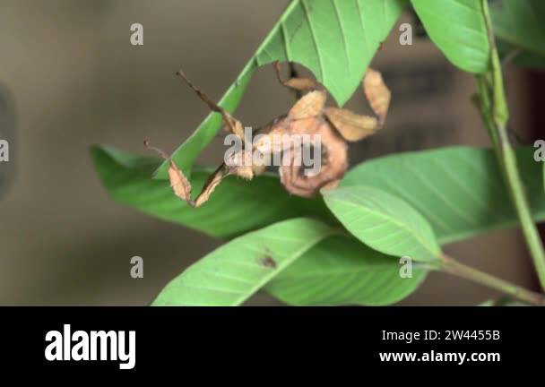 A stick insect called Extatosoma tiaratum eats leaves. AKA Giant ...