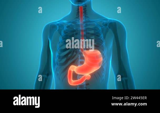Stomach human digestive system Stock Videos & Footage - HD and 4K Video ...