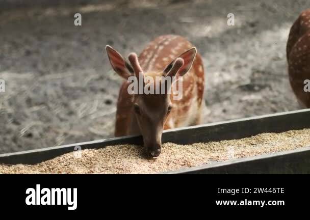 young sika deer eating from a feeding trough in a national park. Also ...