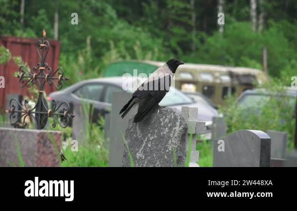Crow in cemetery Stock Videos & Footage - HD and 4K Video Clips - Alamy