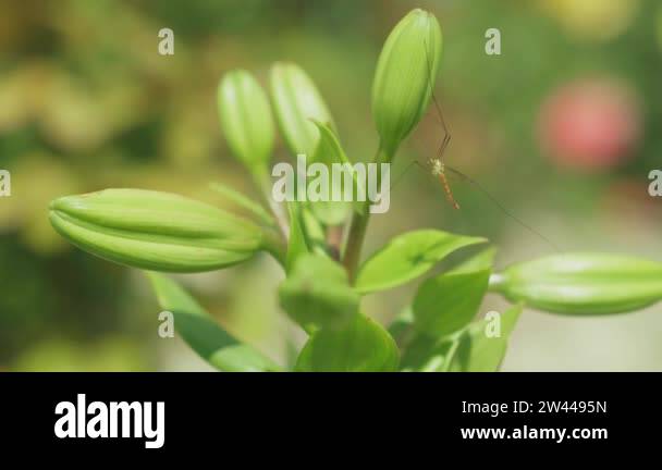 Long legged insects Stock Videos & Footage - HD and 4K Video Clips - Alamy