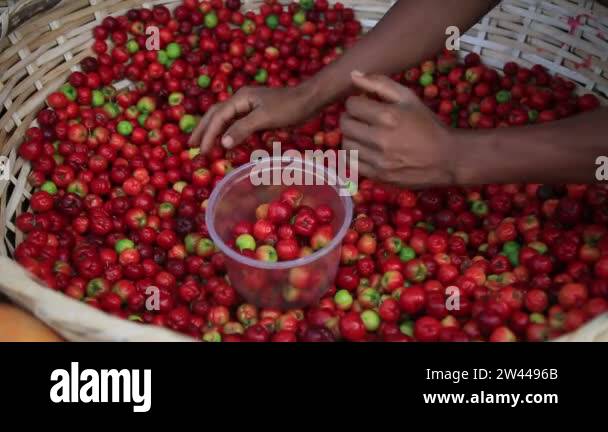 Brazil fruit Stock Videos & Footage - HD and 4K Video Clips - Alamy