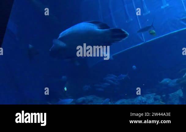 Man riding dolphin Stock Videos & Footage - HD and 4K Video Clips - Alamy