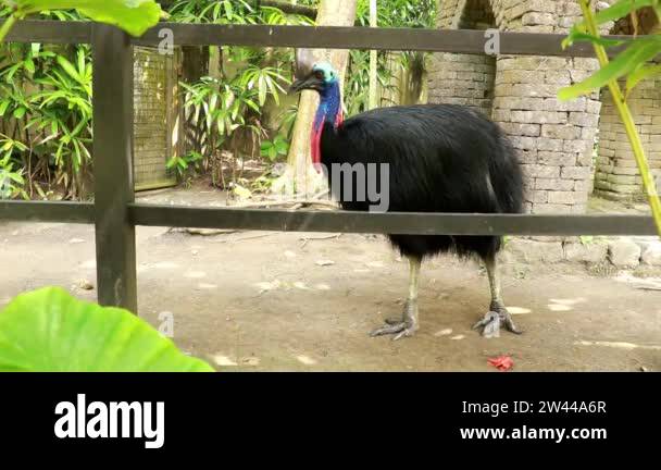 Cassowary is the largest bird, have native to Papua New Guinea and ...