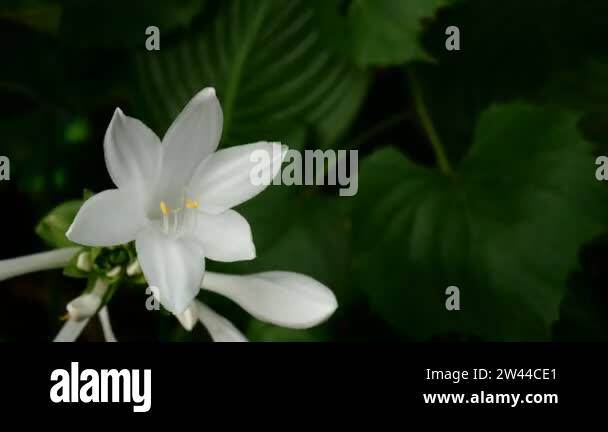 16x9 format Stock Videos & Footage - HD and 4K Video Clips - Alamy