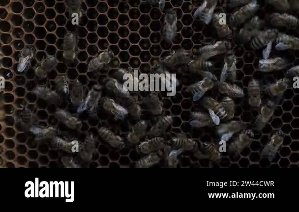 Honeycomb with colorful perga. Honeycomb with bee bread. Bees pack honeycomb with bee bread ...