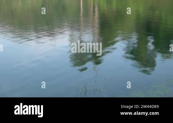 Summer reflection trees Stock Videos & Footage - HD and 4K Video Clips - Alamy