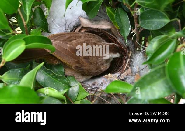 Two Eggs and bird in a nest of yellow-vented bulbul (Pycnonotus ...