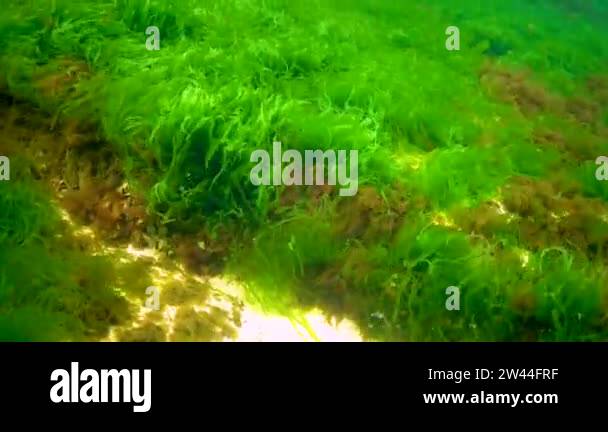 Macrophytes, Red and Green algae (Ceramium, Cladophora, Ulva ...