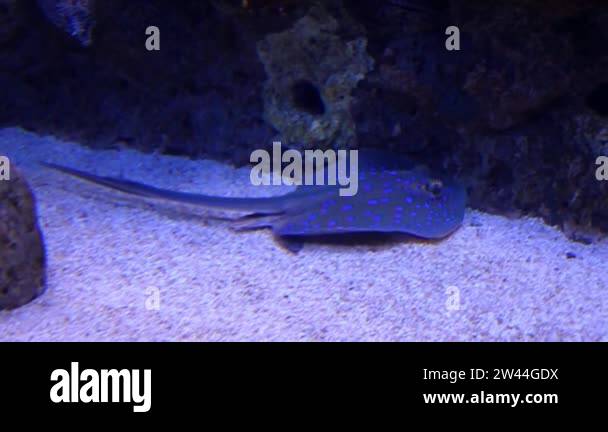 Spotted sting ray Stock Videos & Footage - HD and 4K Video Clips - Alamy