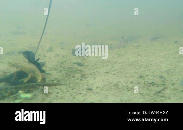 underwater life of the Carpathian and Alpine newts and other aquatic ...