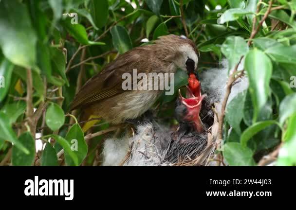 7 day old new born of baby birds in a nest of yellow-vented bulbul ...