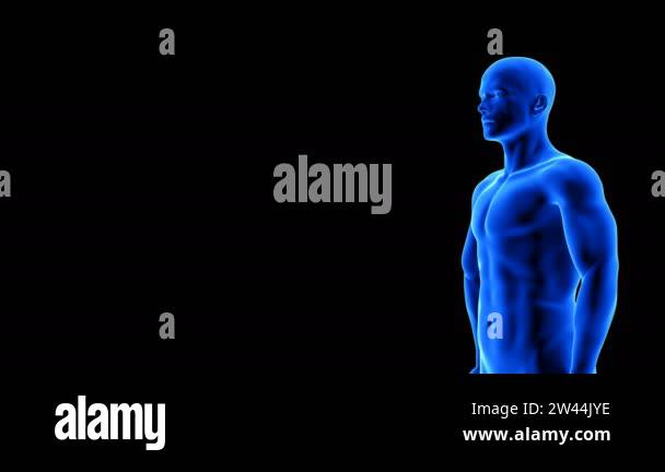 male fitness body transformation - muscle mass building animation on ...