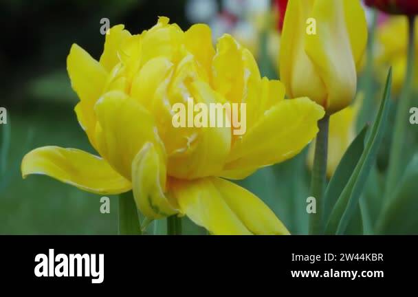 Bouquet fresh yellow flowers Stock Videos & Footage - HD and 4K Video ...