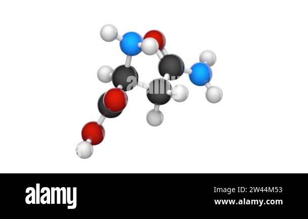Asparagine (symbol Asn or N), is an amino acid that is used in the ...
