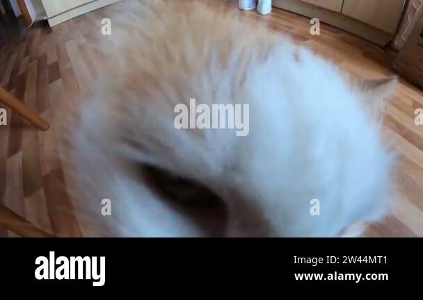 Cat sniffing the camera Stock Videos & Footage - HD and 4K Video Clips ...