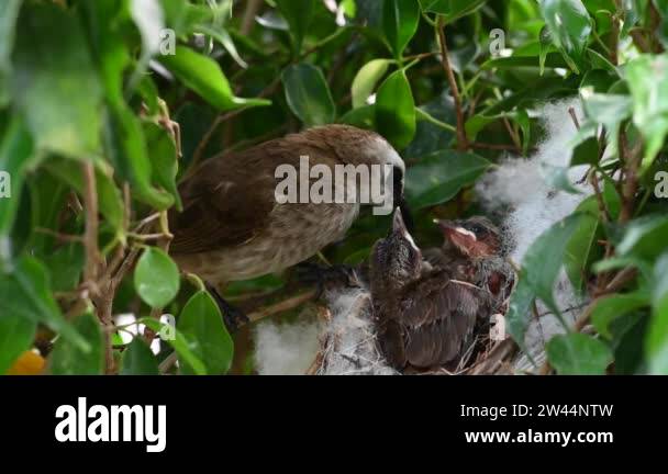 8 day old new born of baby birds in a nest of yellow-vented bulbul ...