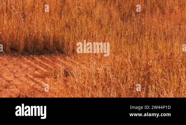 Burma male Stock Videos & Footage - HD and 4K Video Clips - Alamy