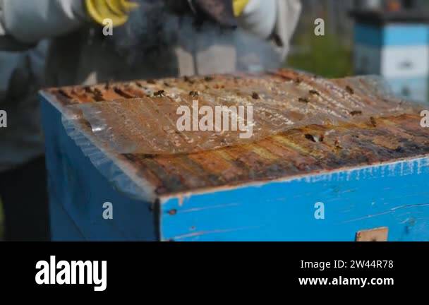 Man in a protective suit beekeeper uses device for smoke fumigation to ...