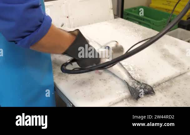 Cleaning the skin of a salmon fish in a restaurant kitchen with a ...